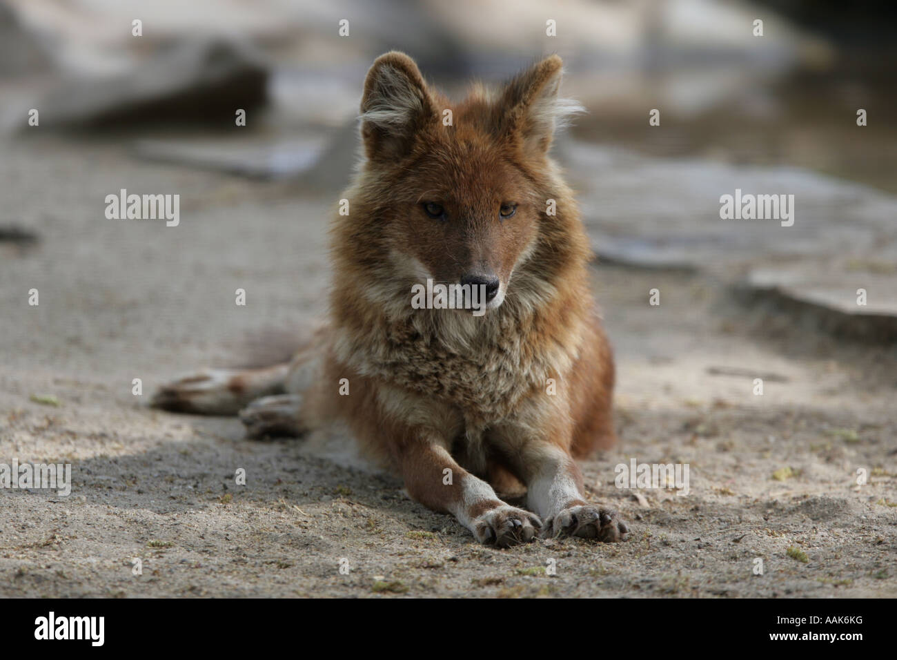 Dhole prey hi-res stock photography and images - Alamy