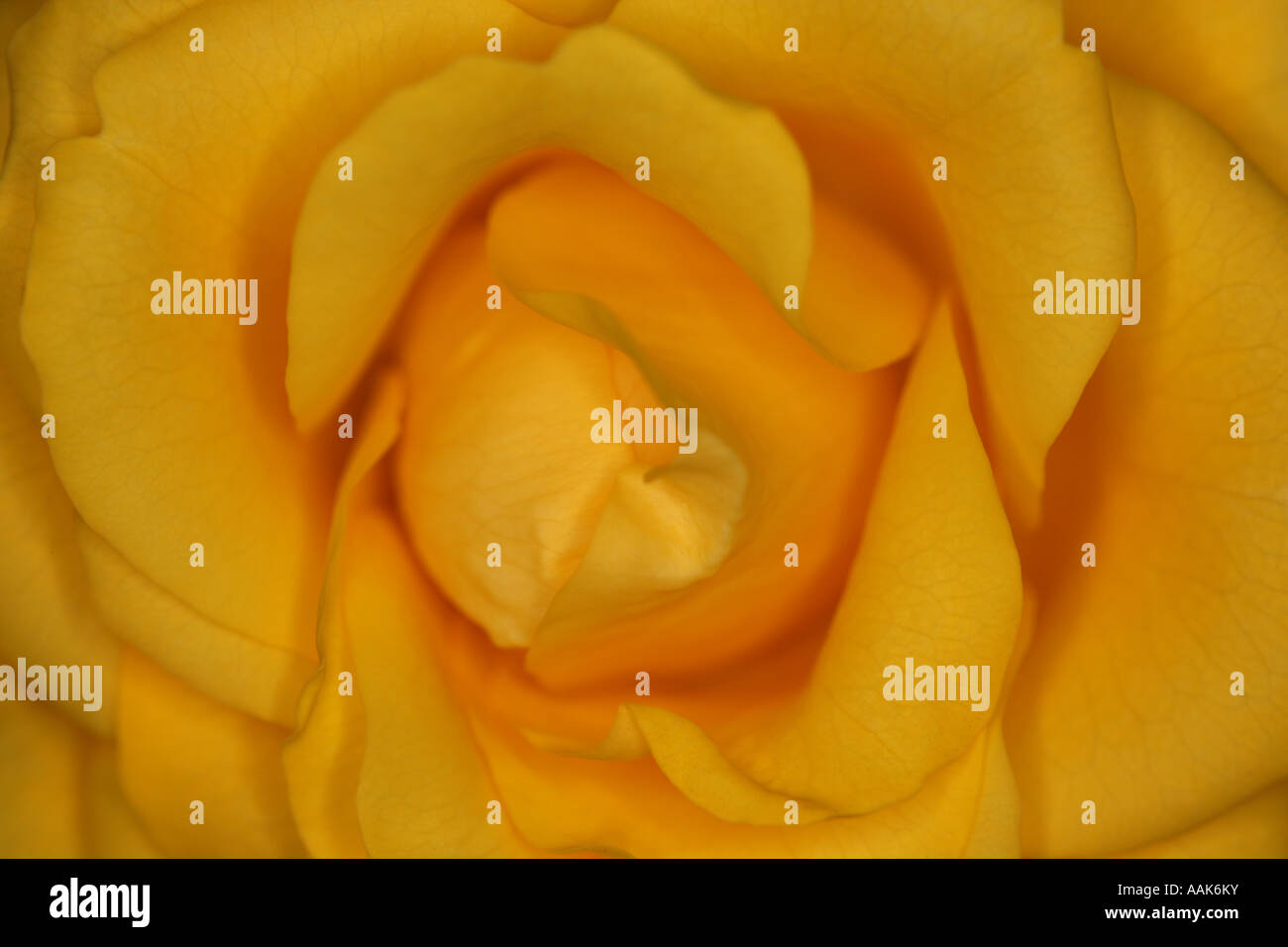 yellow Rose closeup Stock Photo - Alamy