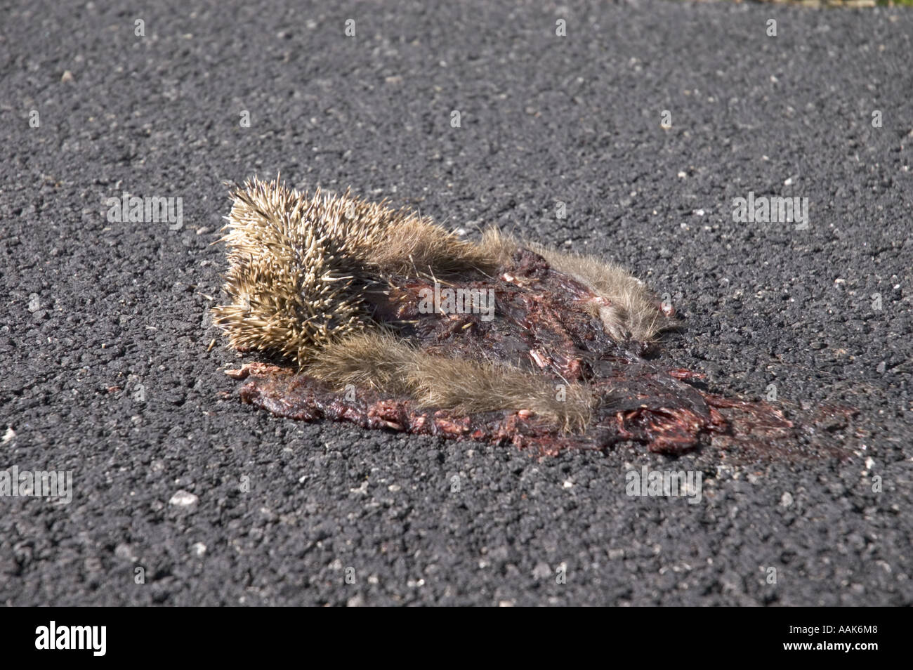 Roadkill Squashed hedgehog Stock Photo - Alamy