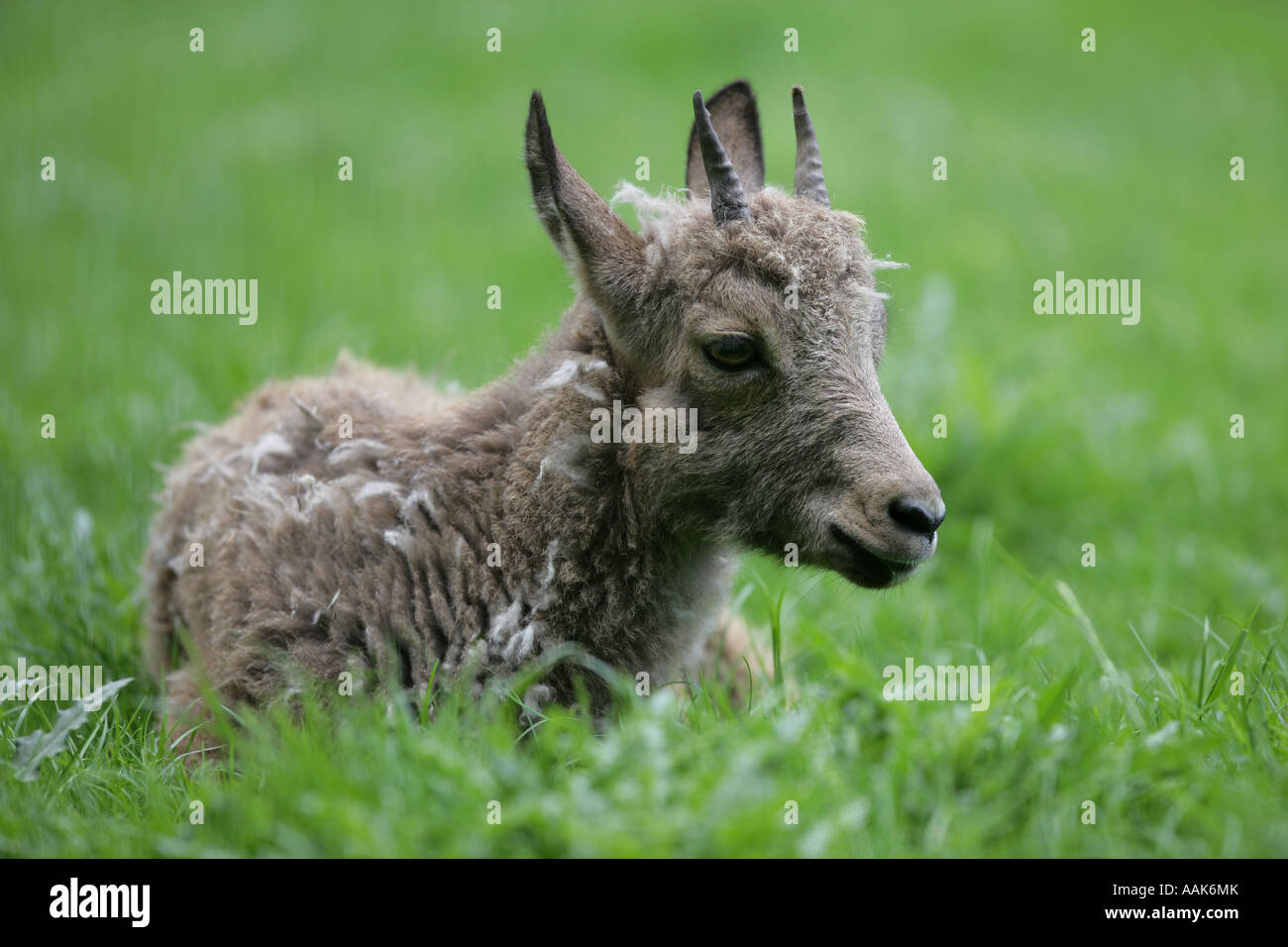Common ibex hi-res stock photography and images - Alamy