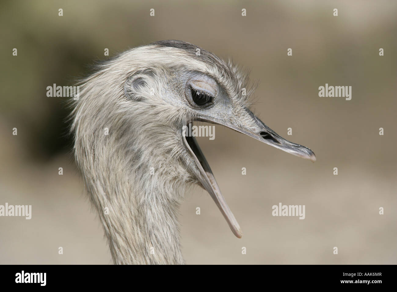 Grey common rhea hi-res stock photography and images - Alamy