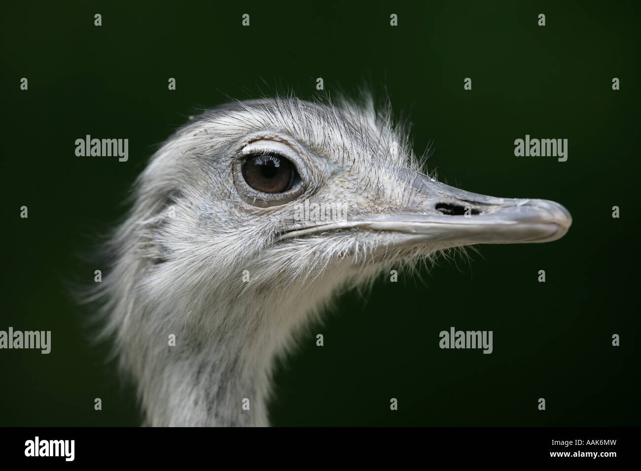 American Rhea or Common Rhea - Rhea americana Stock Photo - Alamy