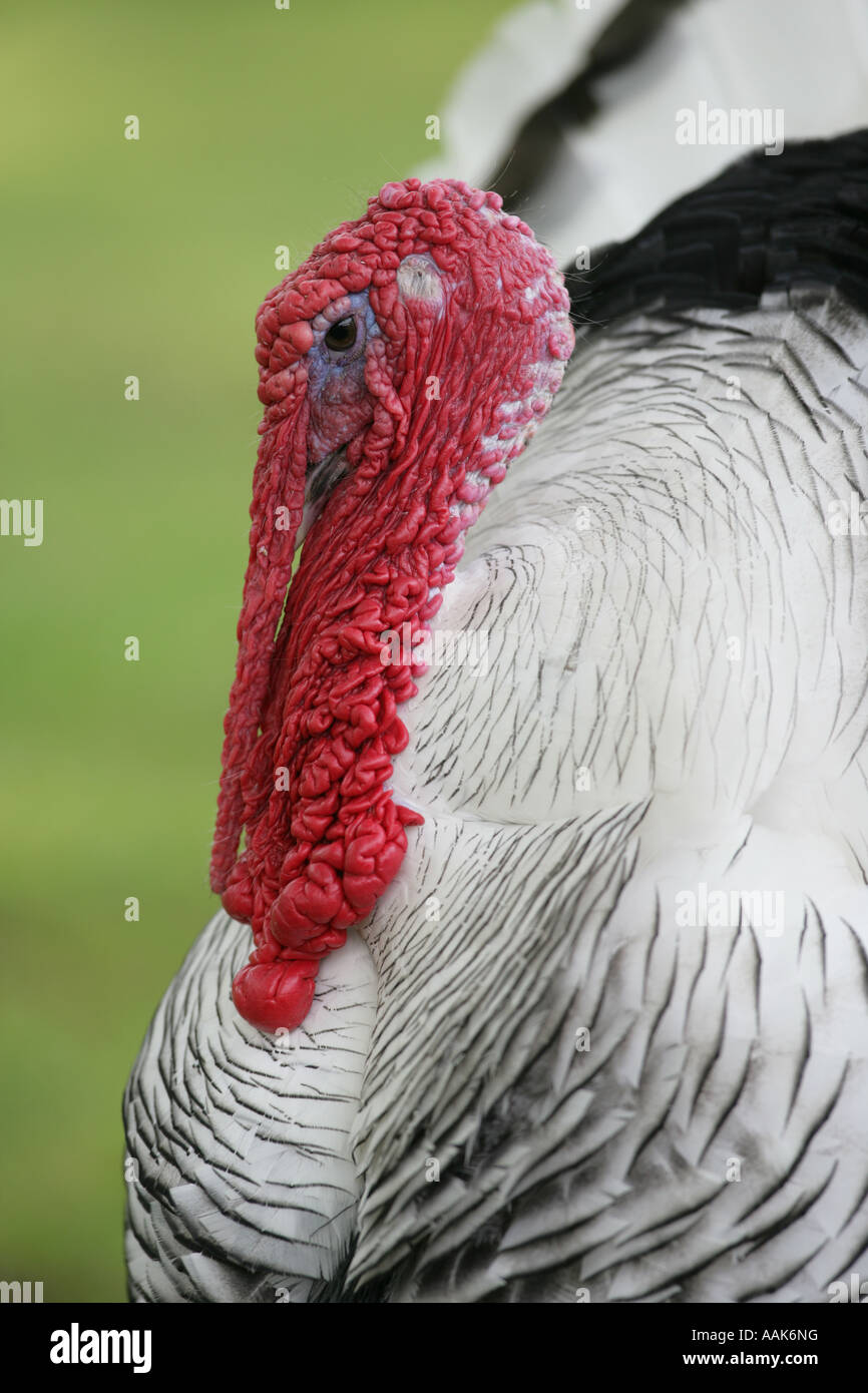 Truthahn turkey hi-res stock photography and images - Alamy