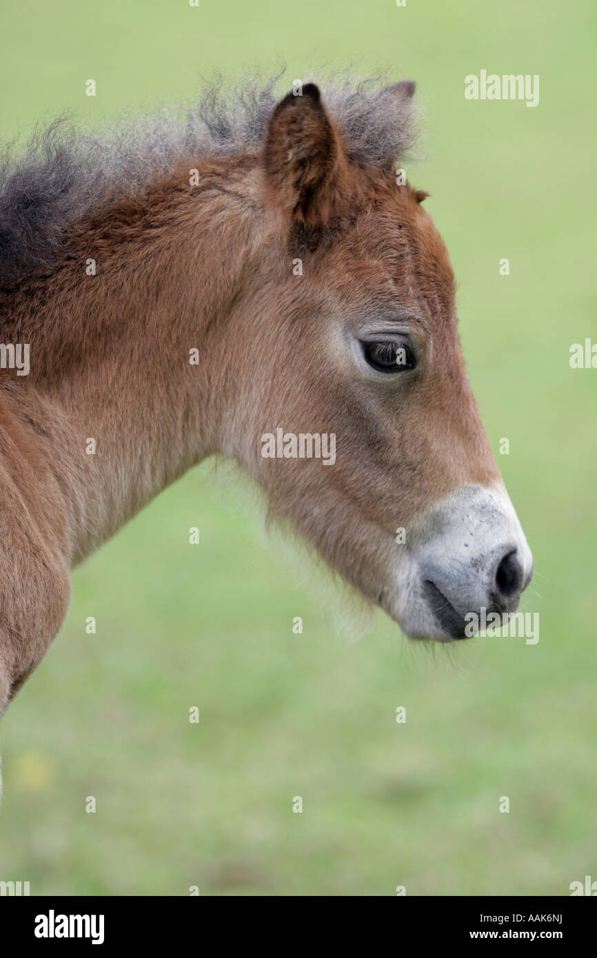 The british pony hi-res stock photography and images - Alamy