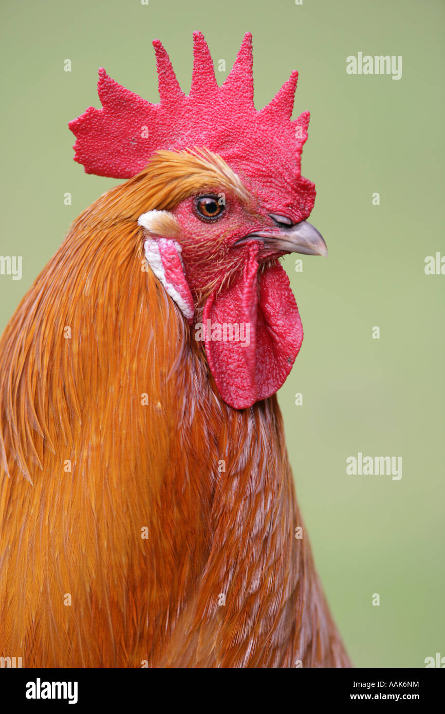 Rooster portrait - Gallus gallus domesticus Stock Photo - Alamy