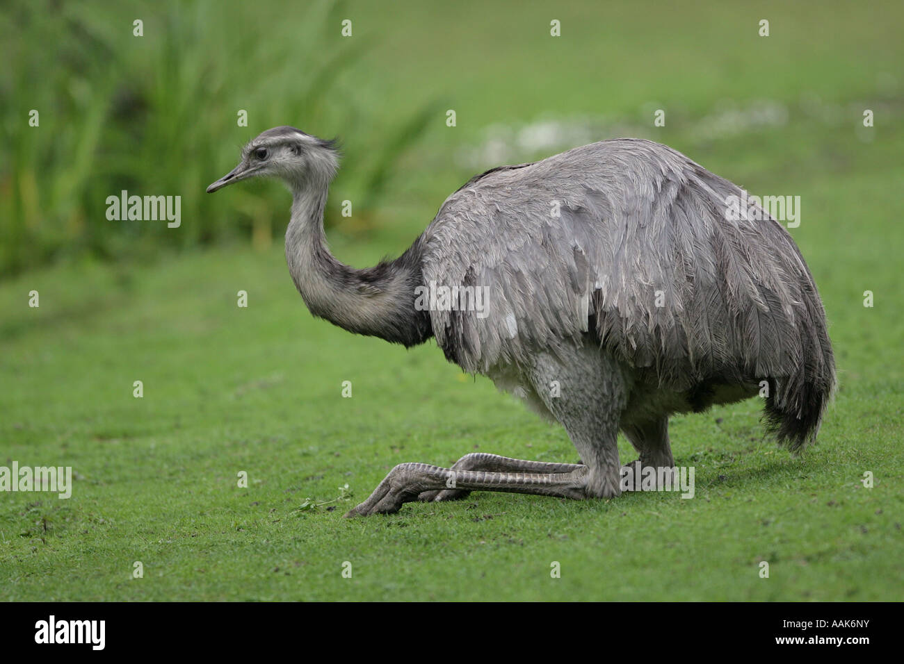 American Rhea or Common Rhea - Rhea americana Stock Photo - Alamy