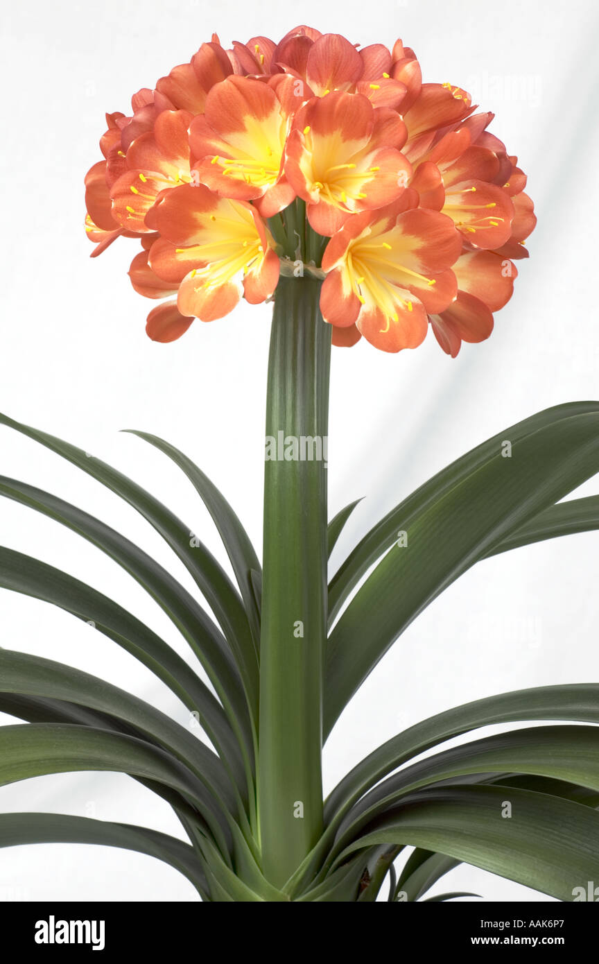 Clivia orange flower amaryllidaceae hi-res stock photography and images ...
