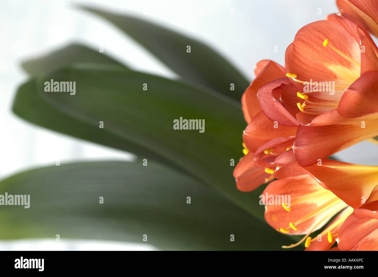 Clivia orange flower amaryllidaceae hi-res stock photography and images ...