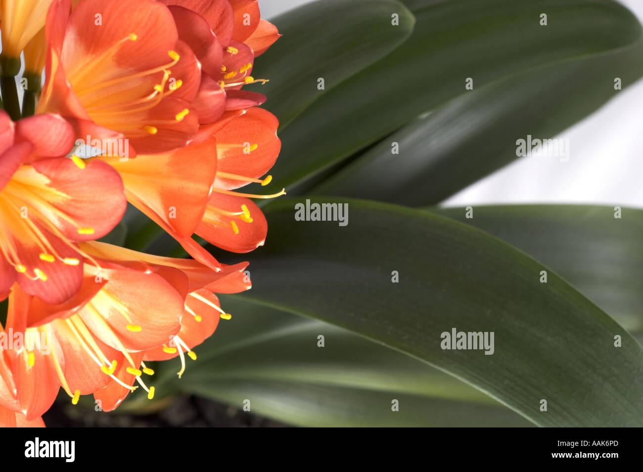 Clivia orange flower amaryllidaceae hi-res stock photography and images ...