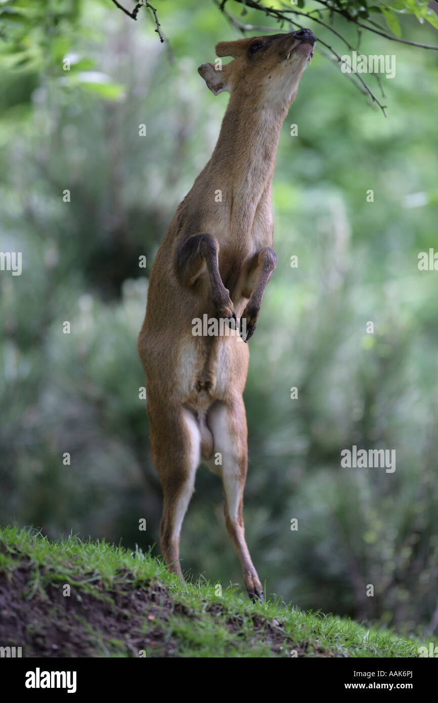Muntjac searching for food hi-res stock photography and images - Alamy