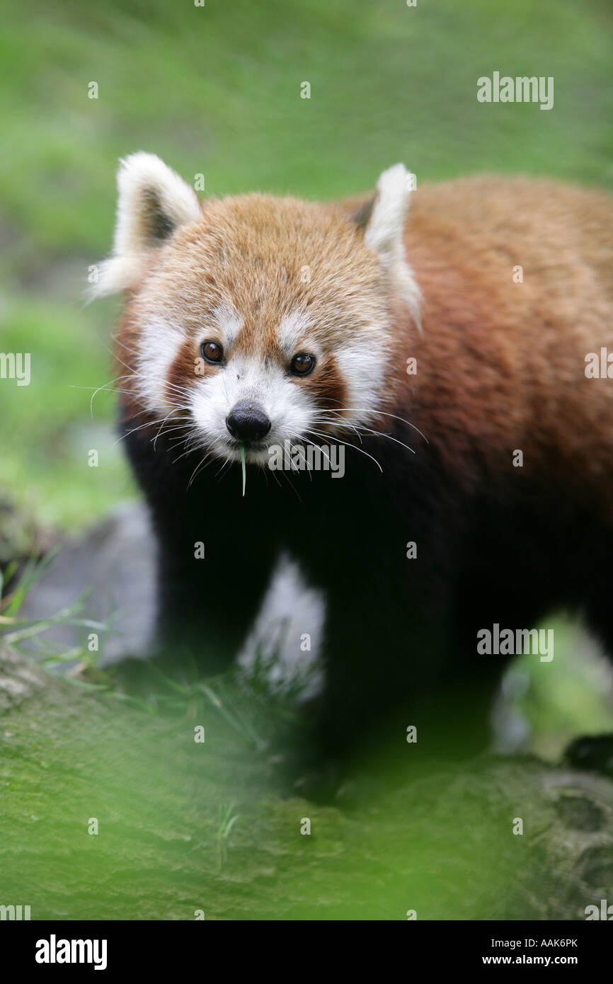 Red panda - Ailurus fulgens Stock Photo - Alamy