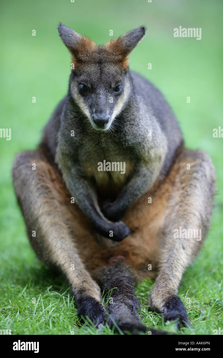Red necked Wallaby - Macropus rufogriseus Stock Photo - Alamy