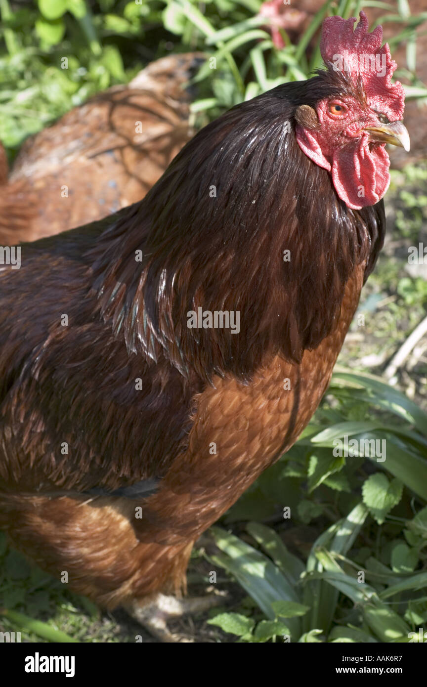 Picture of a Rhode Island Red cockerel and one of his hens Stock Photo ...