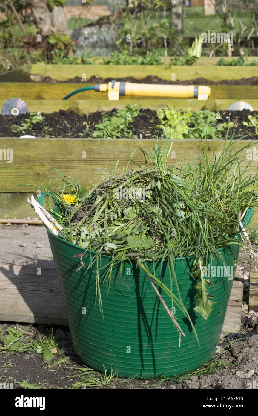 Picture of a bucket of weeds in front of raised beds growing spring ...