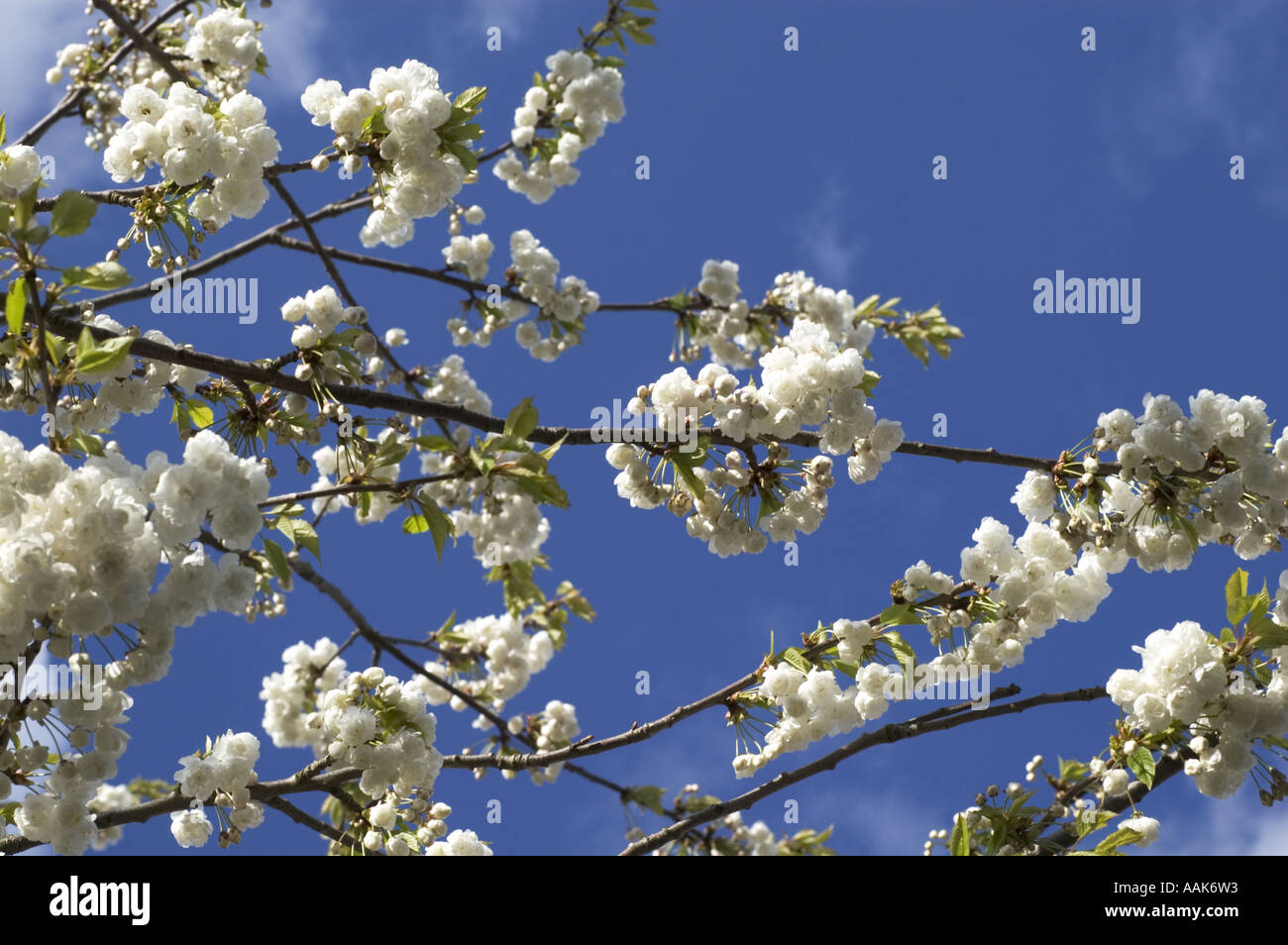 White cherry tree blossom Stock Photo - Alamy