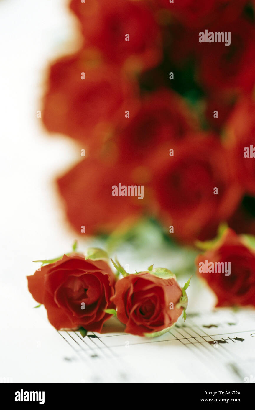 Deep red rose bud hi-res stock photography and images - Alamy