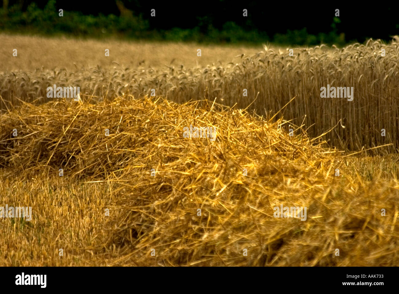 Alan wheat hi-res stock photography and images - Alamy