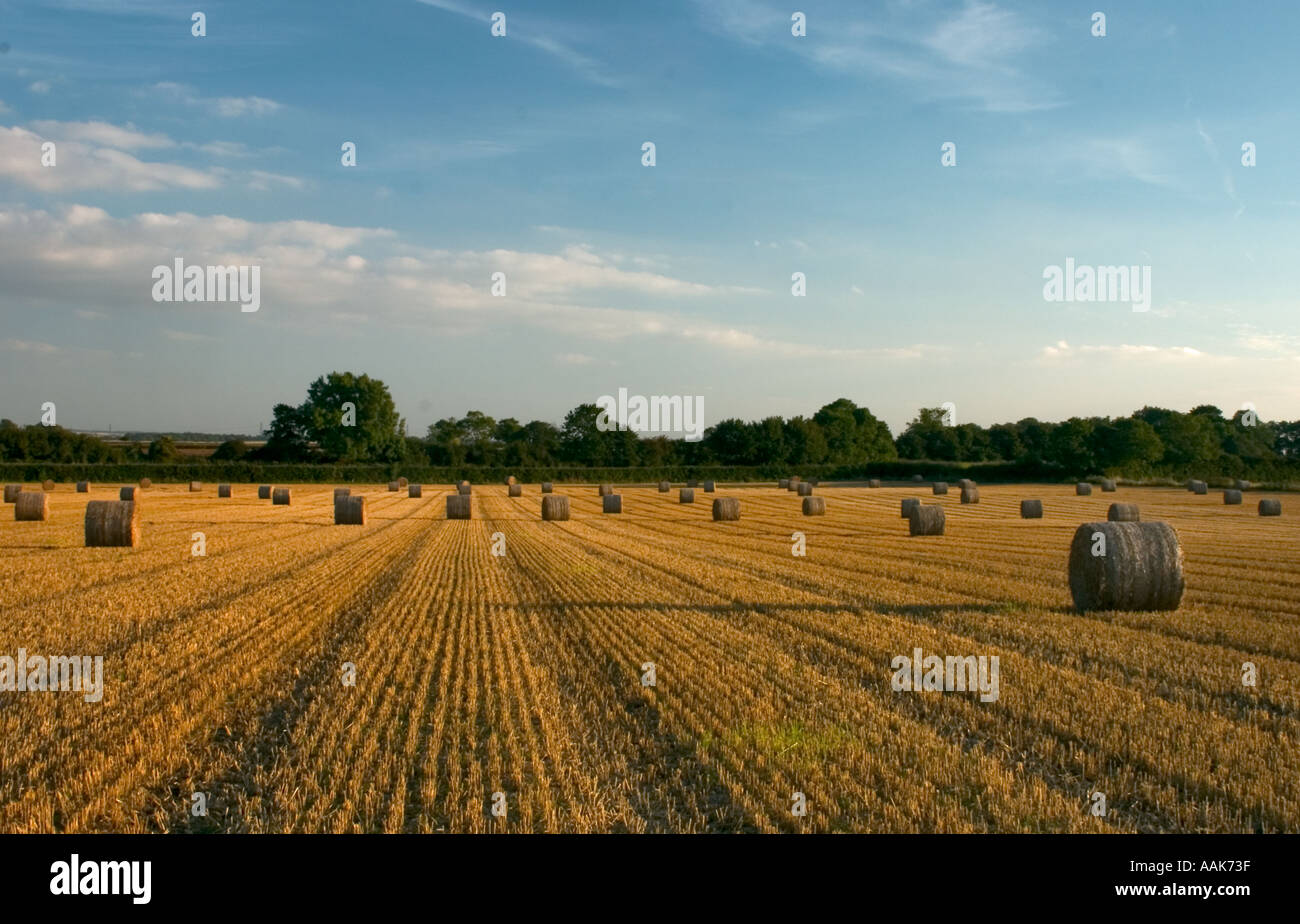 Long range view of Wheatfield Stock Photo - Alamy