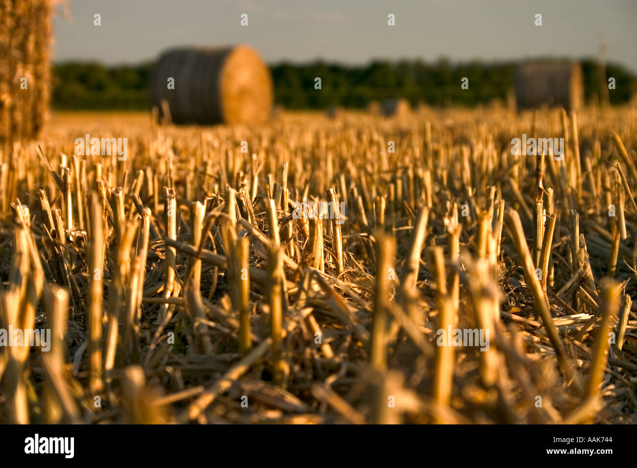 Close of Wheat stubble Stock Photo - Alamy