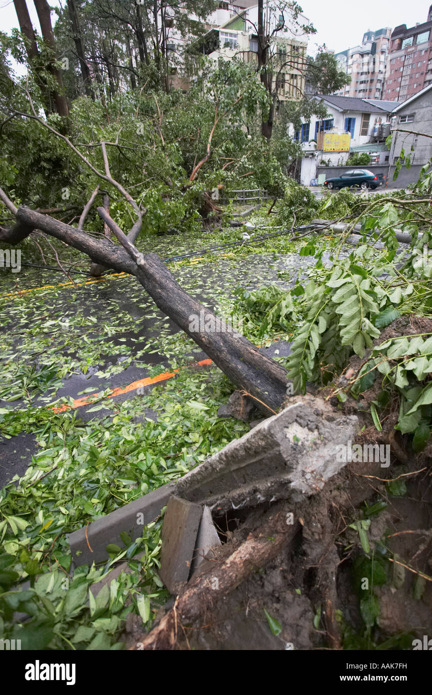 Tree Uprooted By Typhoon Stock Photo - Alamy