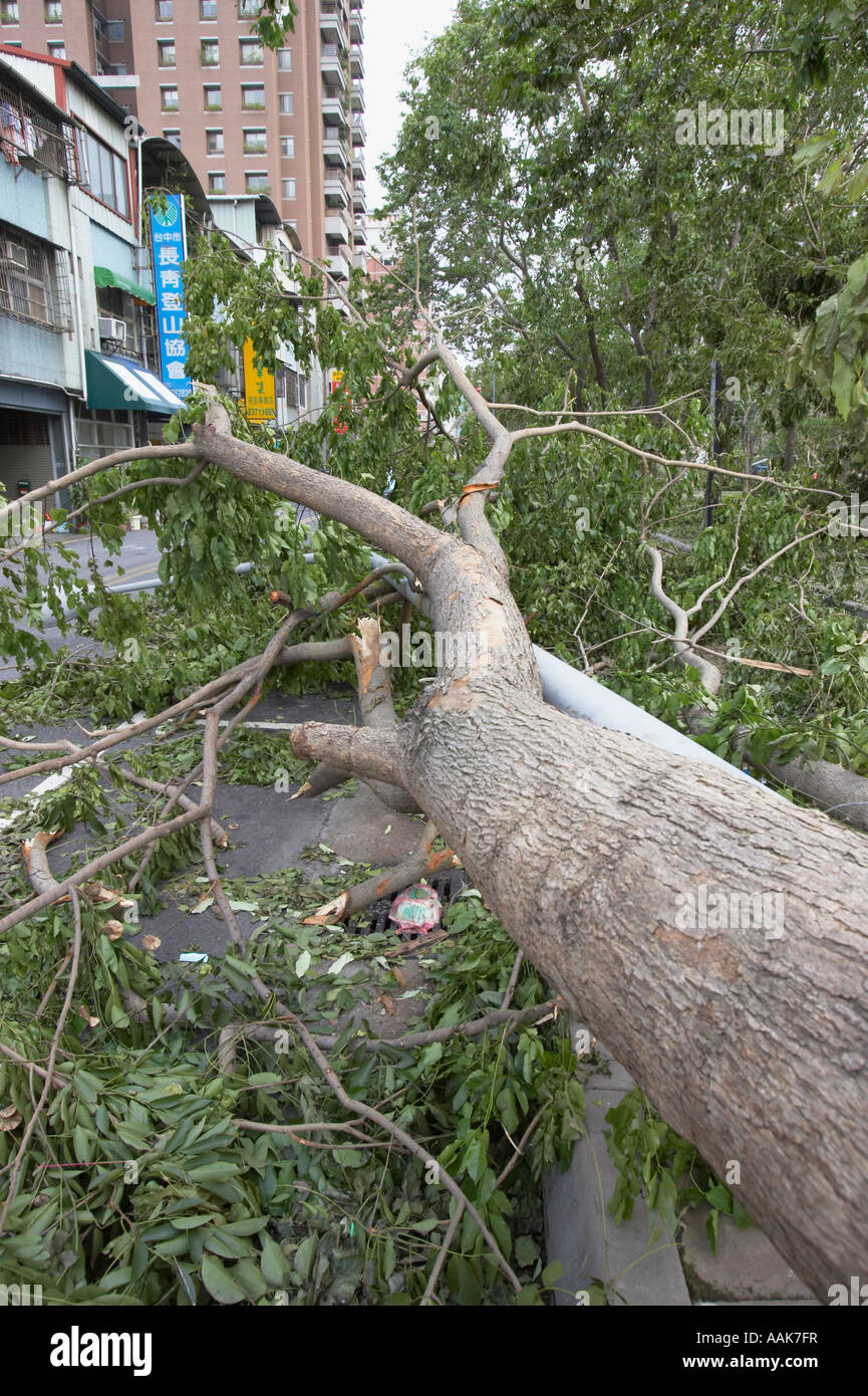 Typhoon Tree High Resolution Stock Photography and Images - Alamy