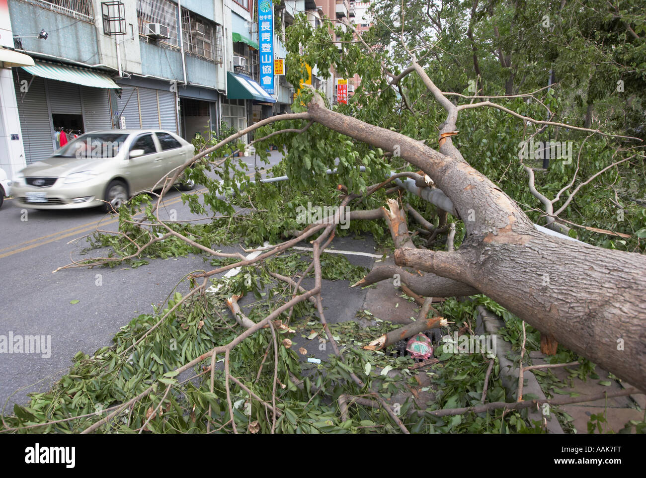 Typhoon Tree Damage High Resolution Stock Photography and Images - Alamy