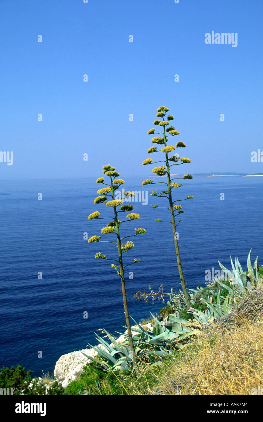 Agave tree plant on hi-res stock photography and images - Alamy