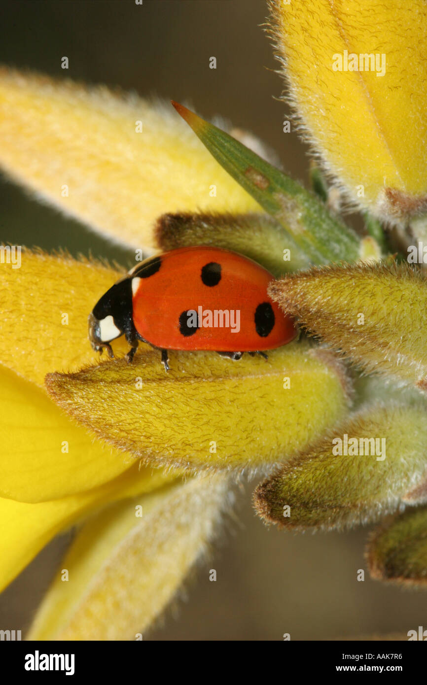 7 spotted lady bird hi-res stock photography and images - Alamy