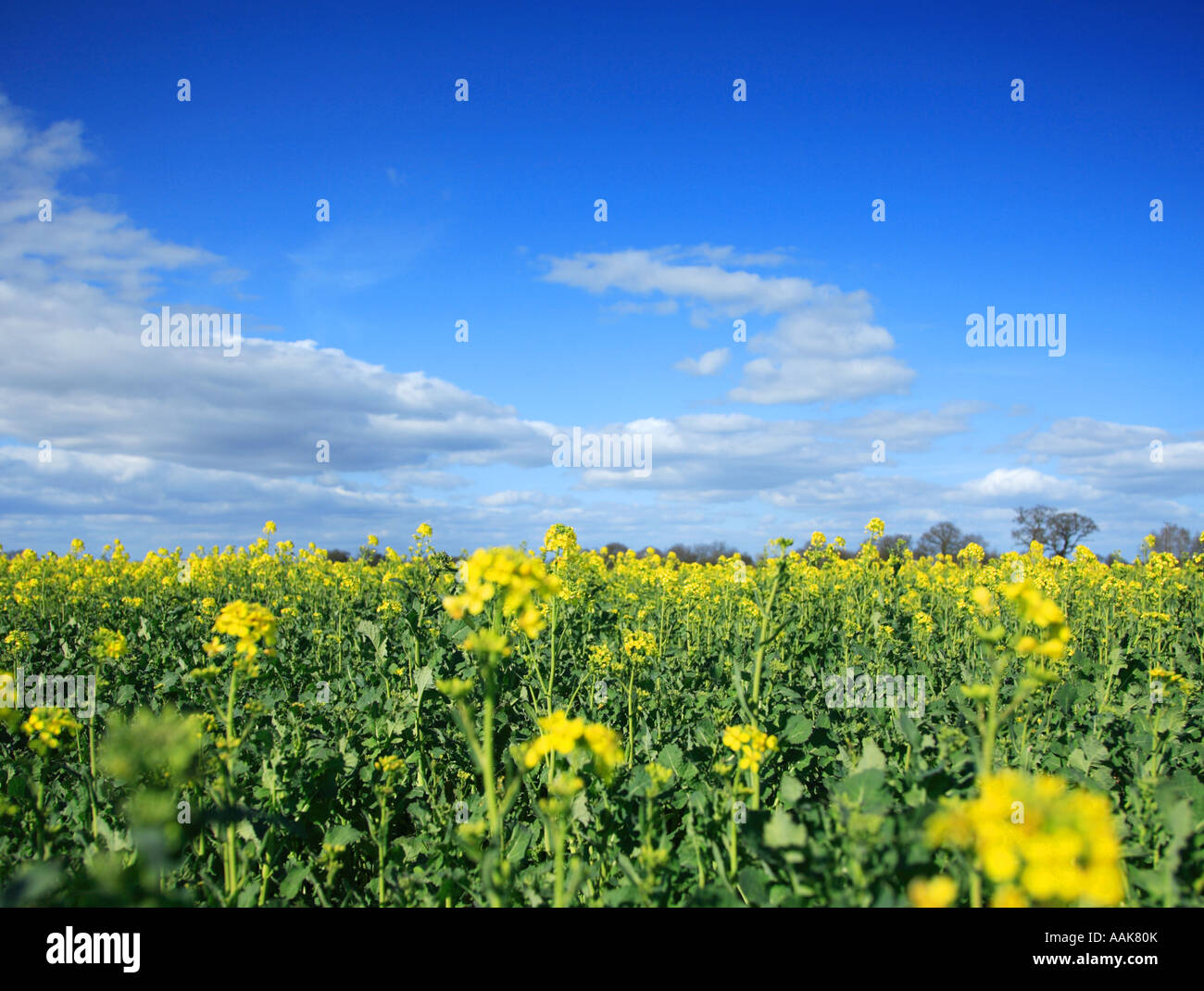 Yellow rapeseed field against a vivid blue sky Stock Photo - Alamy