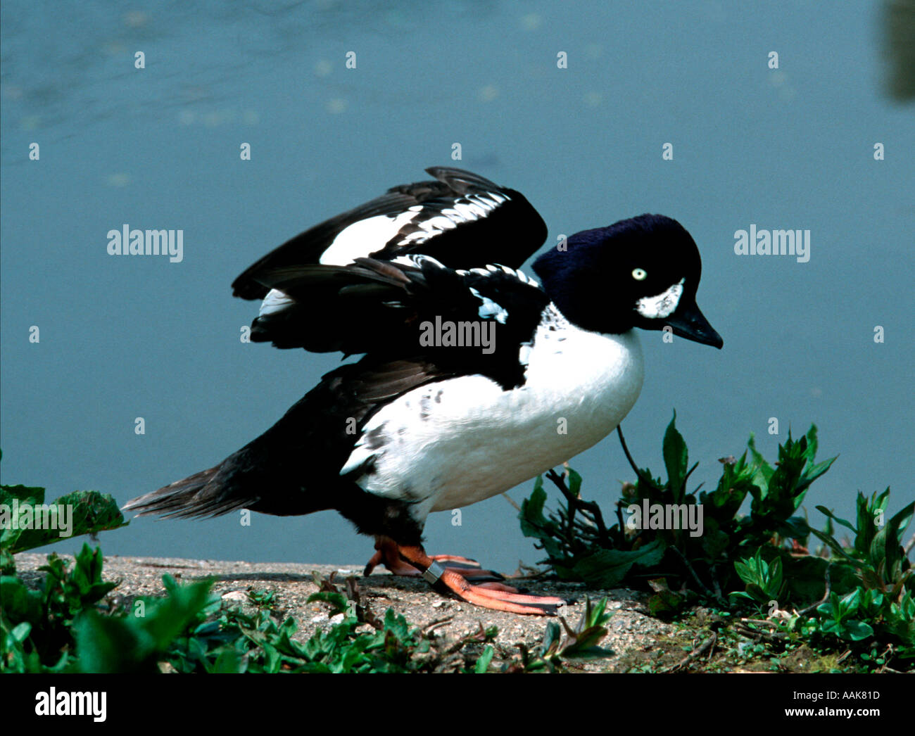 Barrow goldeneye hi-res stock photography and images - Alamy