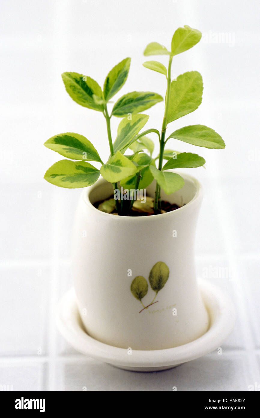 Plant indoor tile ceramic hi-res stock photography and images - Alamy