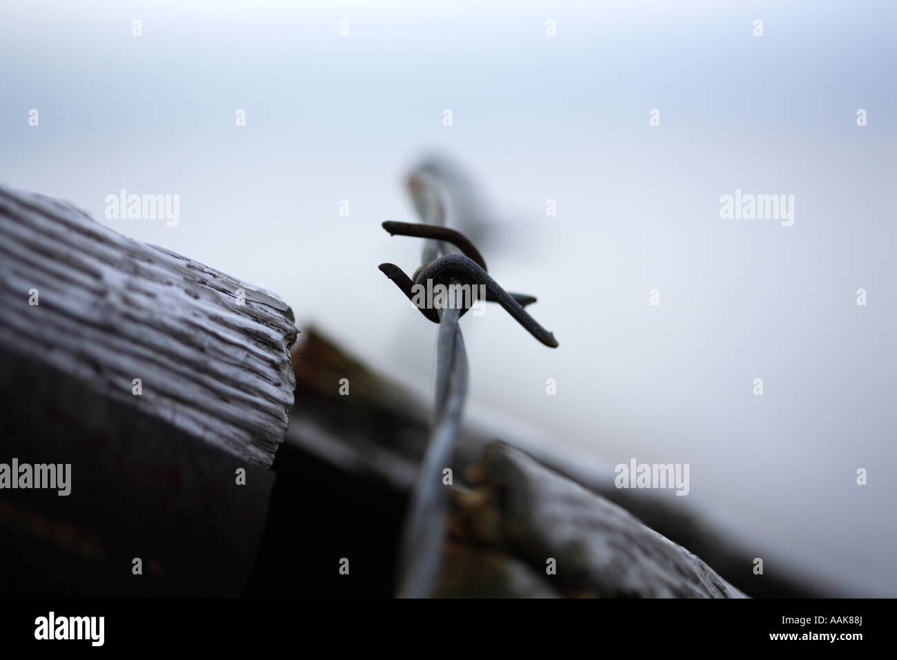 Close up of sharp barbed wire Stock Photo - Alamy