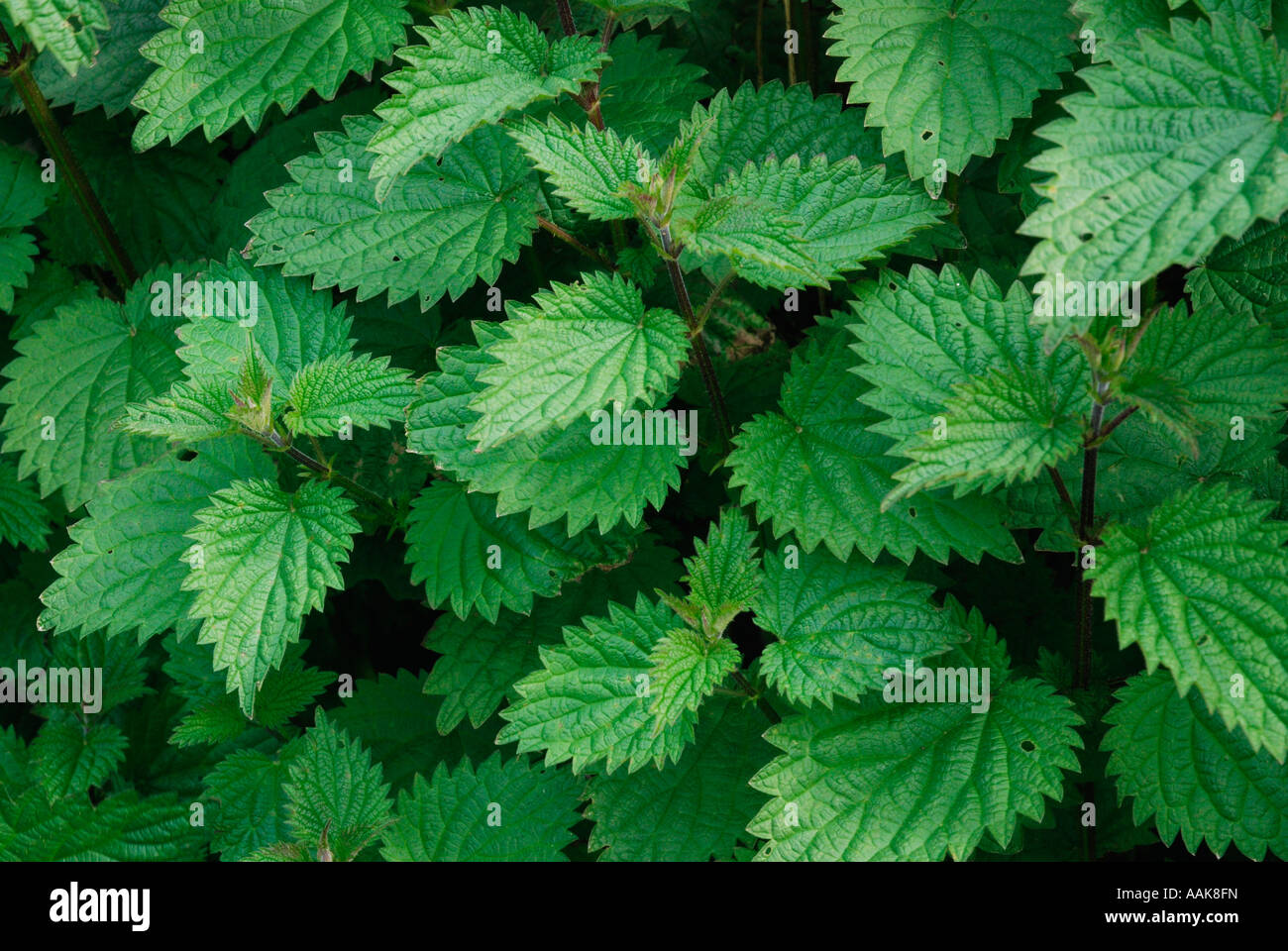 Common nettles hi-res stock photography and images - Alamy