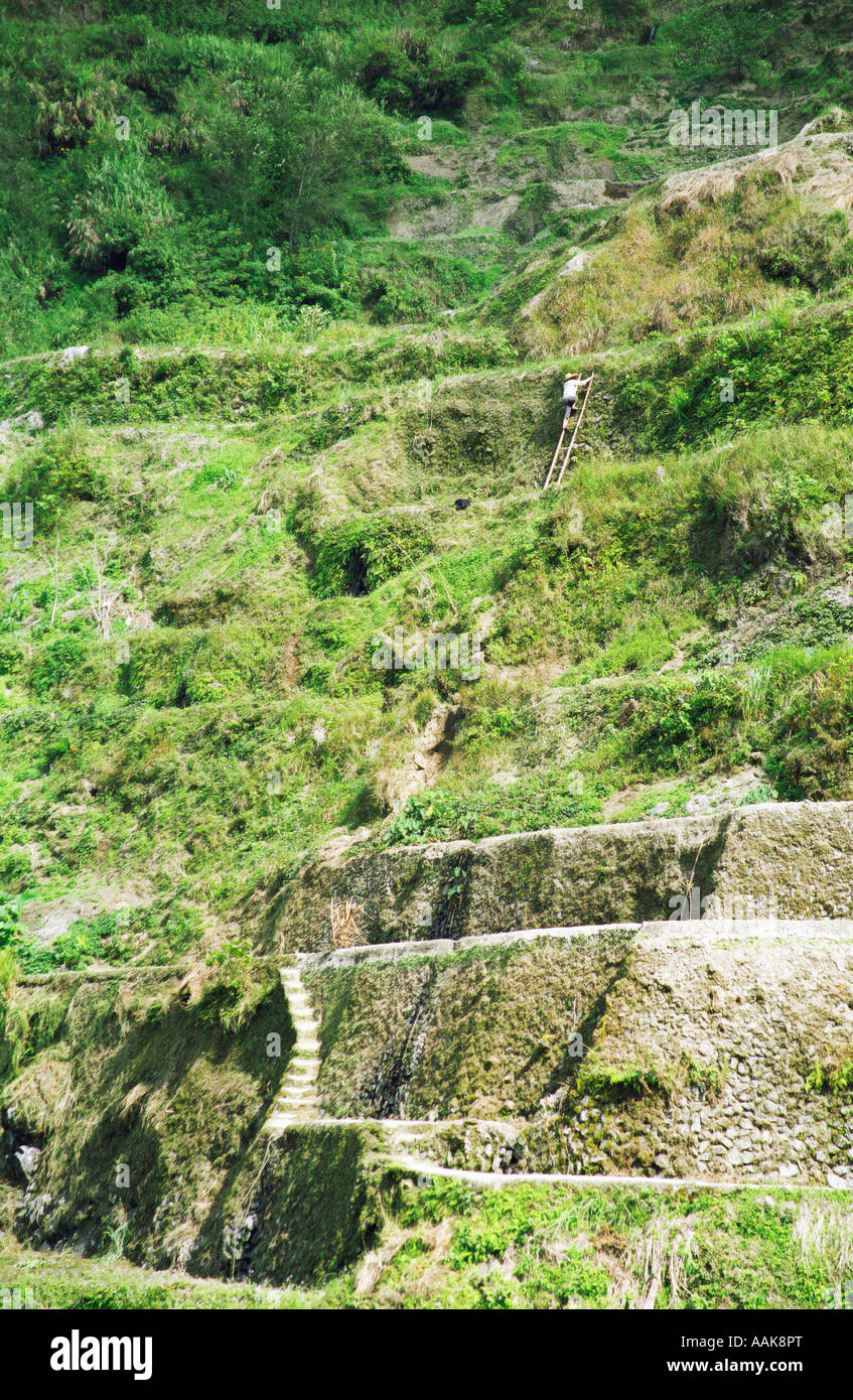 Person Maintaining Rice Terraces At Banaue Stock Photo - Alamy