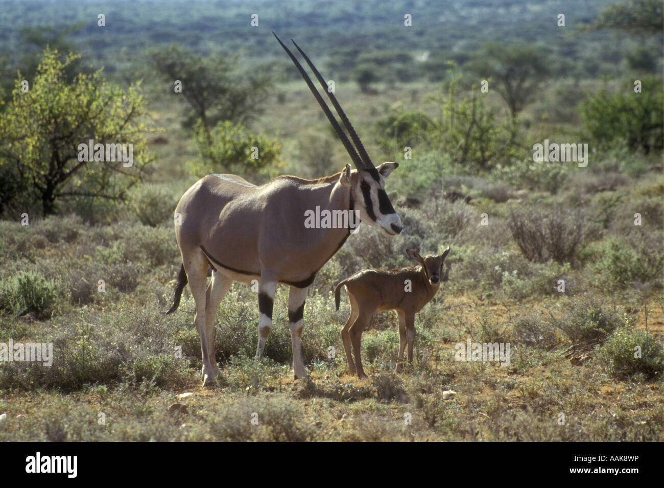 Female oryx hi-res stock photography and images - Alamy