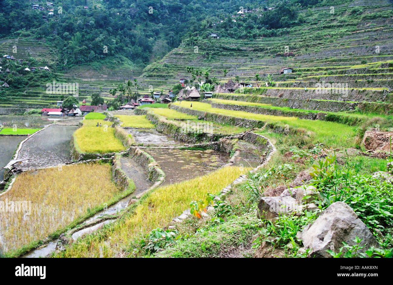 View Of Rice Terraces At Batad Stock Photo - Alamy