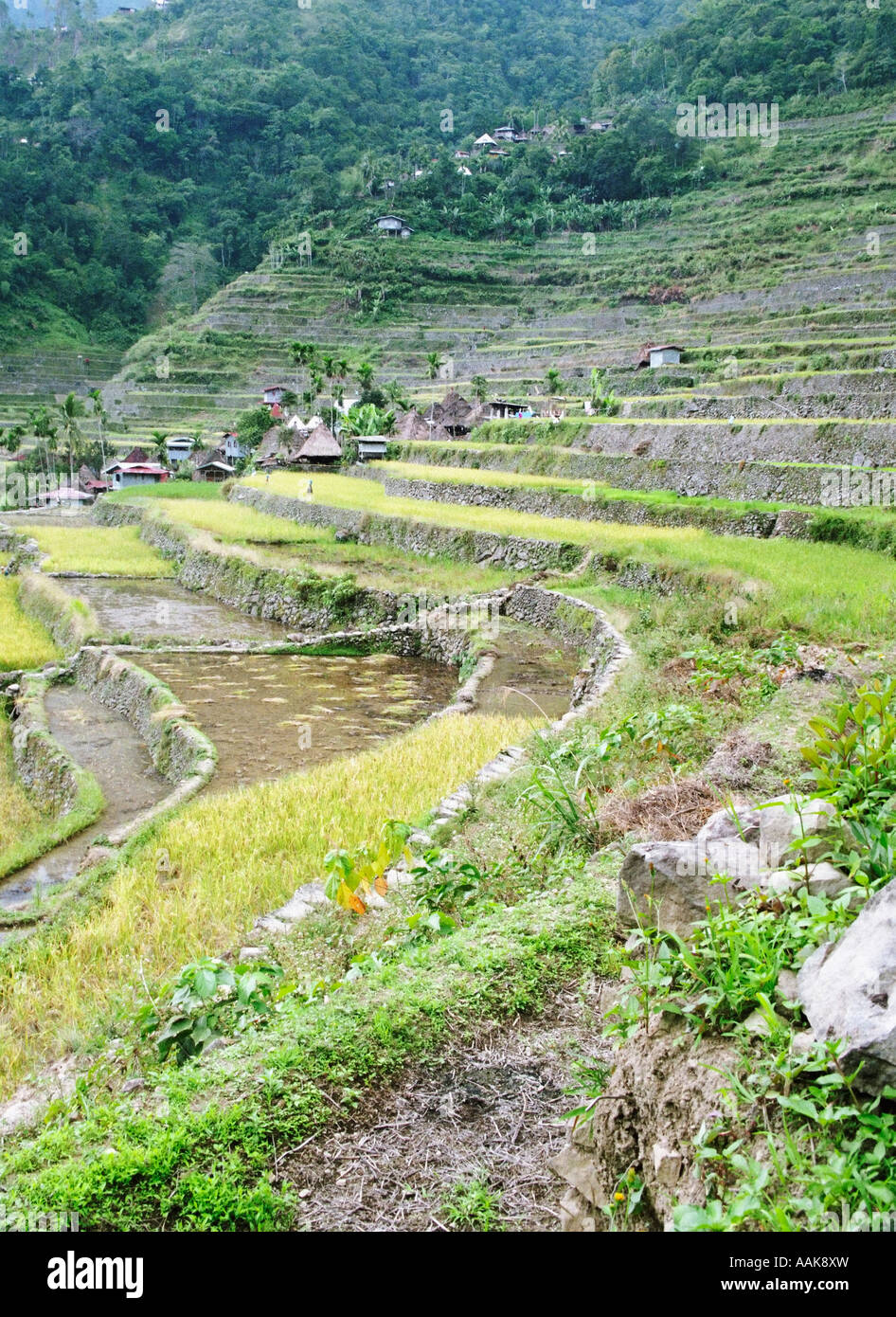 View Of Rice Terraces At Batad Stock Photo - Alamy