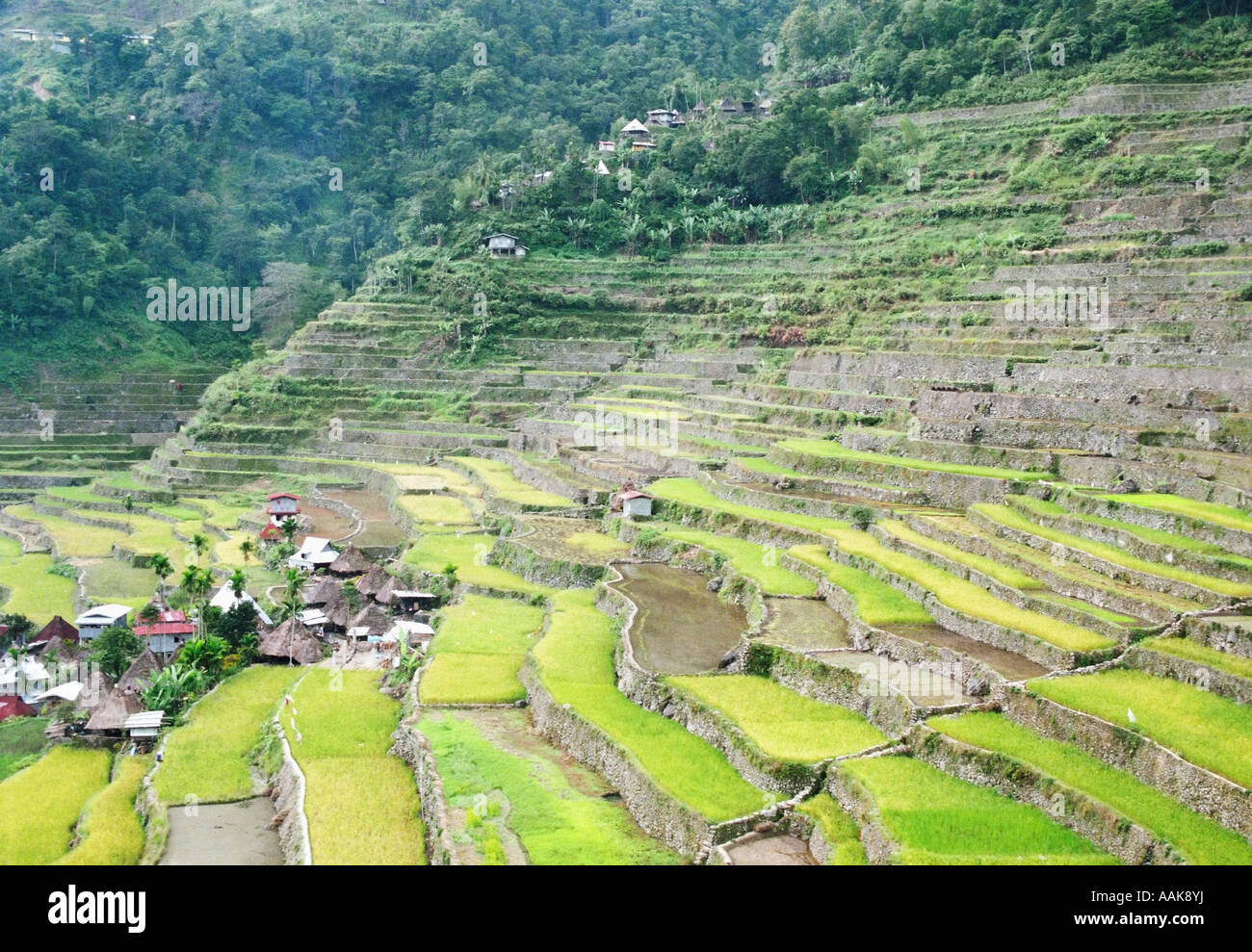 View Of Rice Terraces At Batad Stock Photo - Alamy
