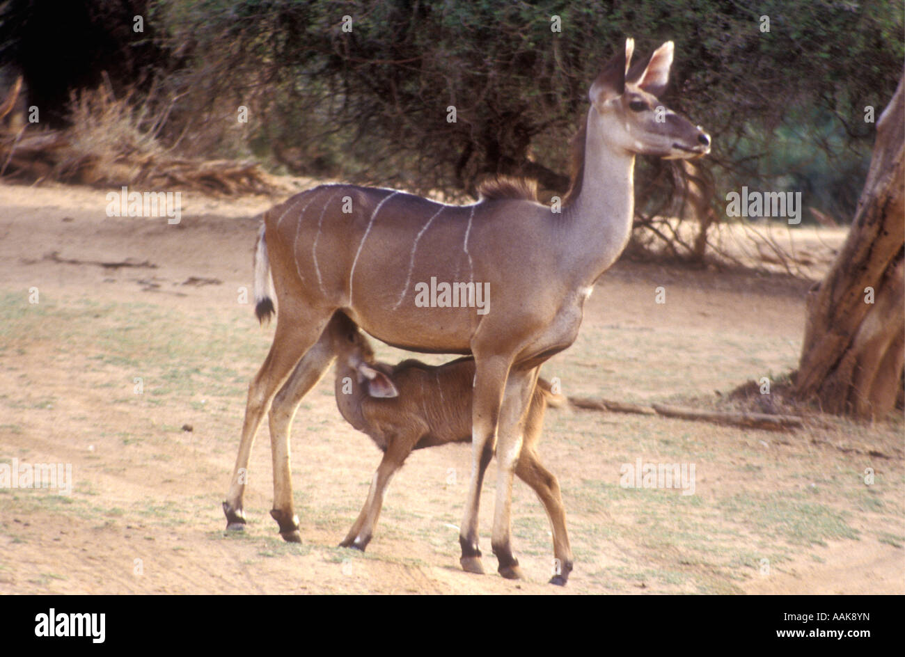 Lesser Kudu Baby