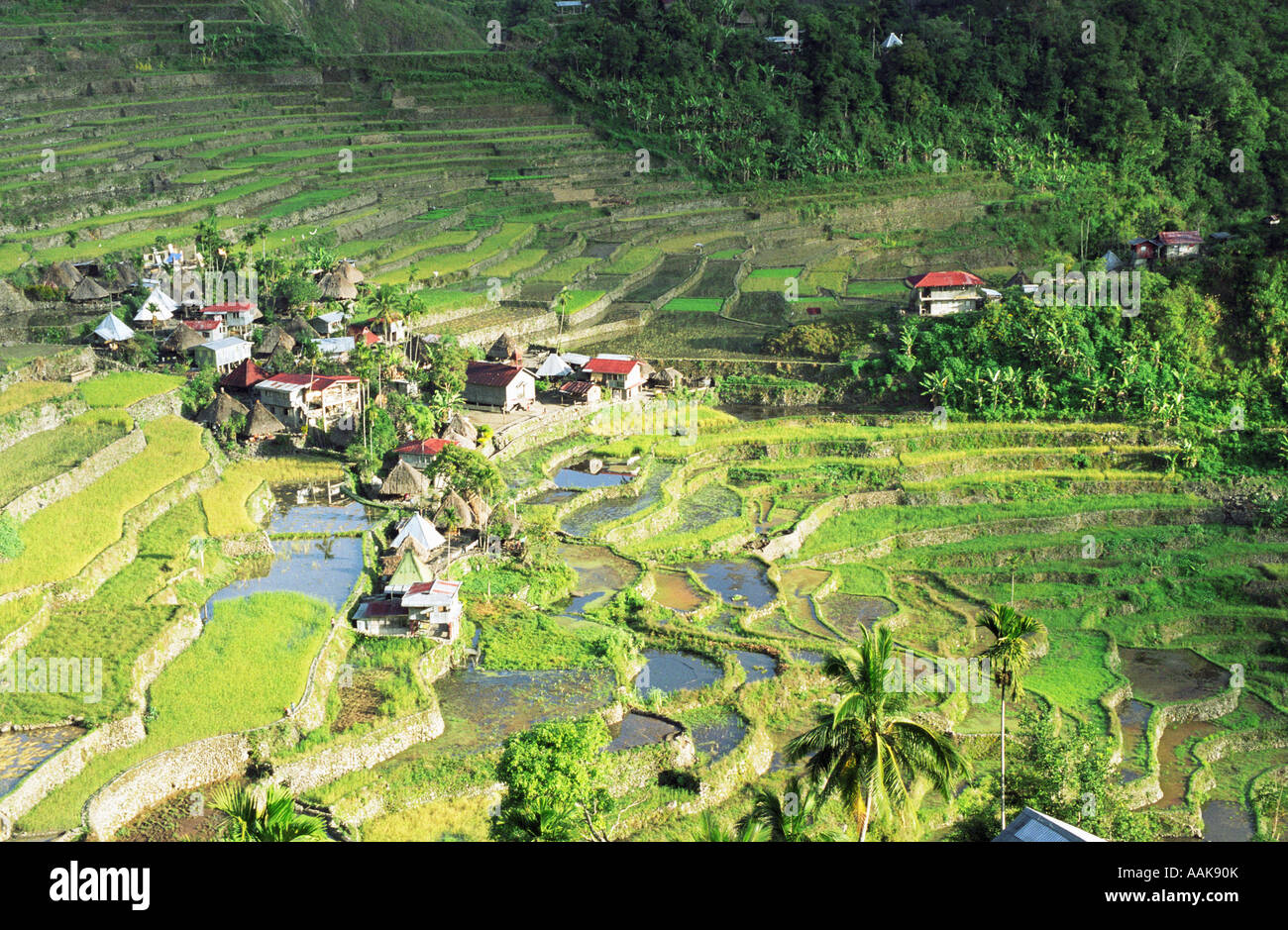 View Of Batad Village At Dawn Stock Photo - Alamy