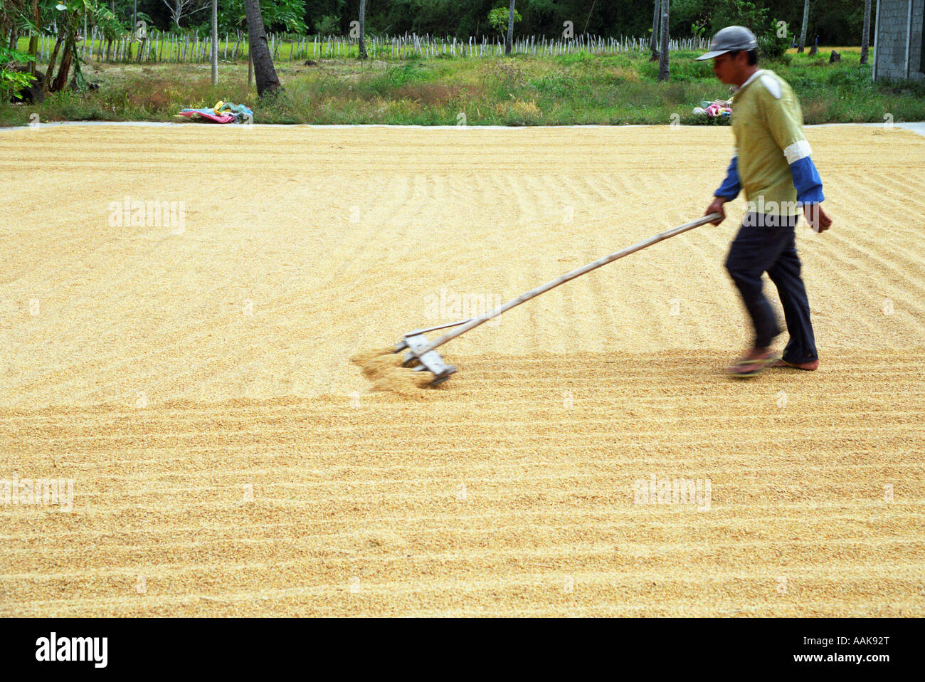 Man Raking Harvested Rice Stock Photo - Alamy