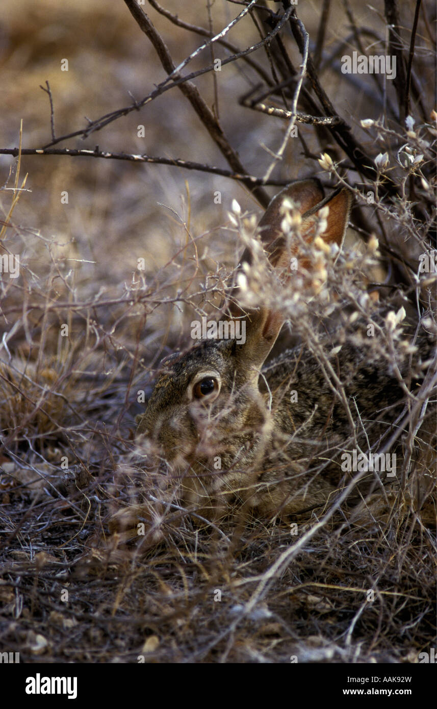 African Hare hiding in bush Samburu National Reserve Kenya East Africa ...