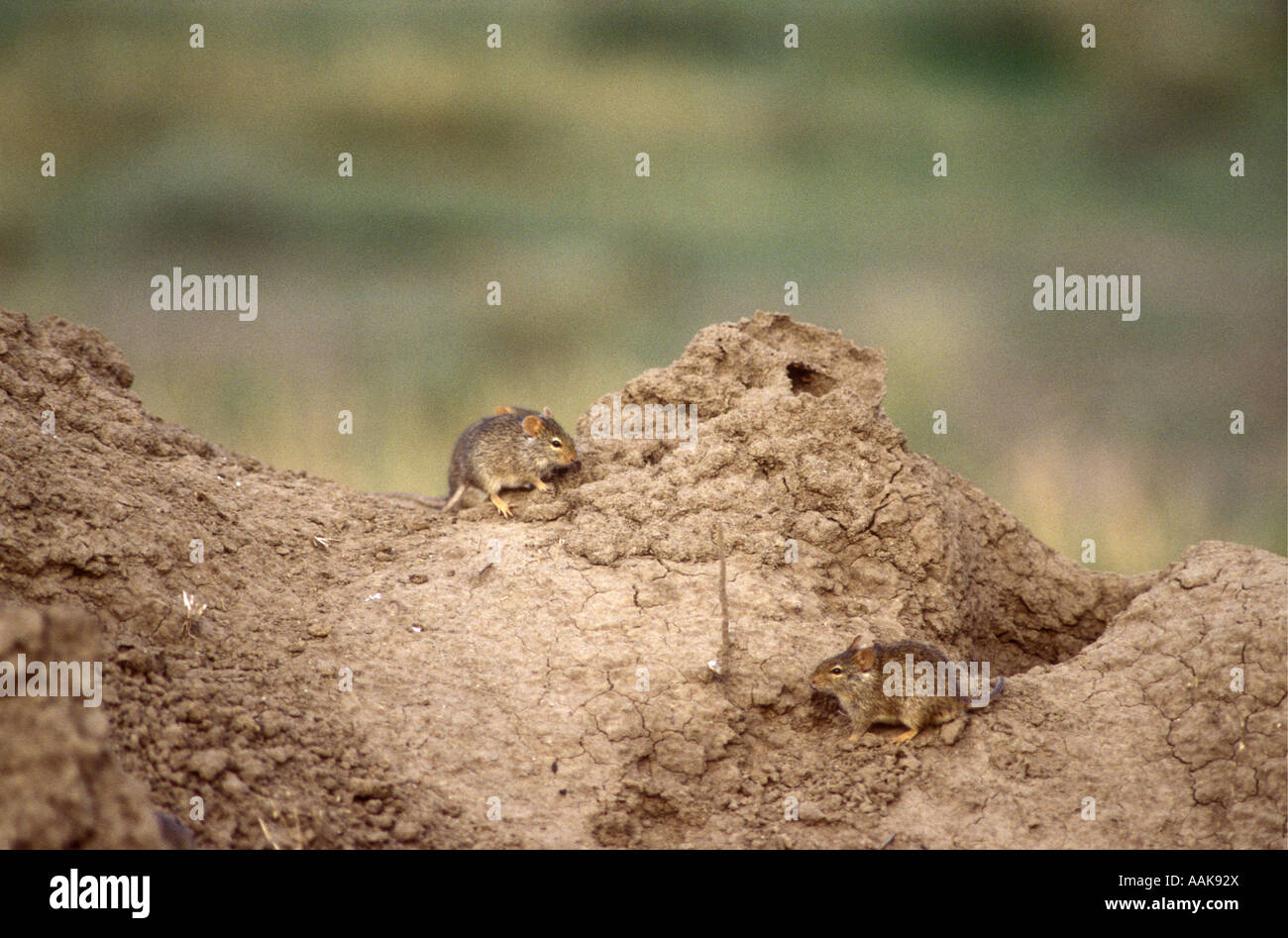 Two Unstriped Grass Rats on a termite mound Serengeti National Park ...
