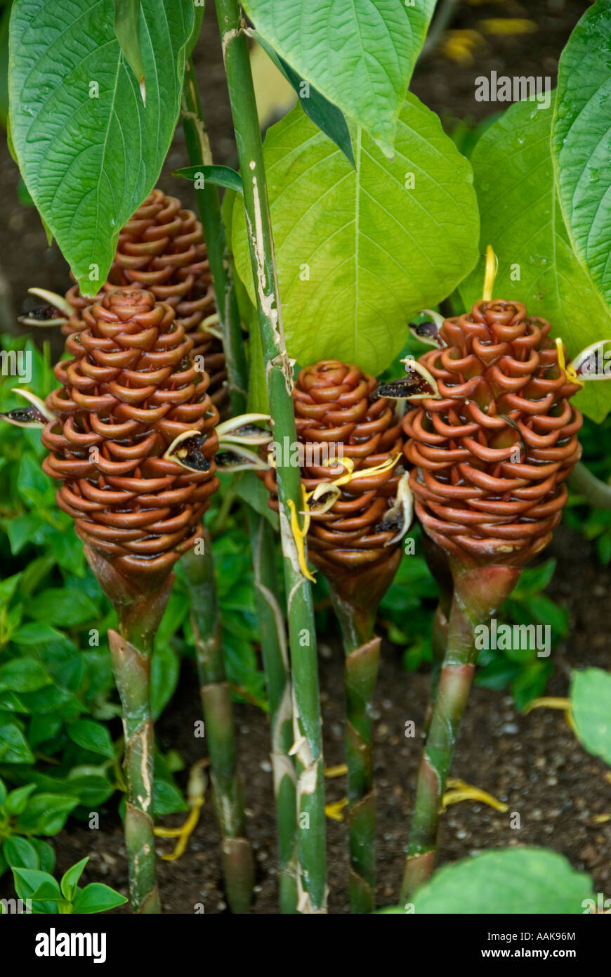 Beehive Ginger (Zingiber spectabile Stock Photo - Alamy