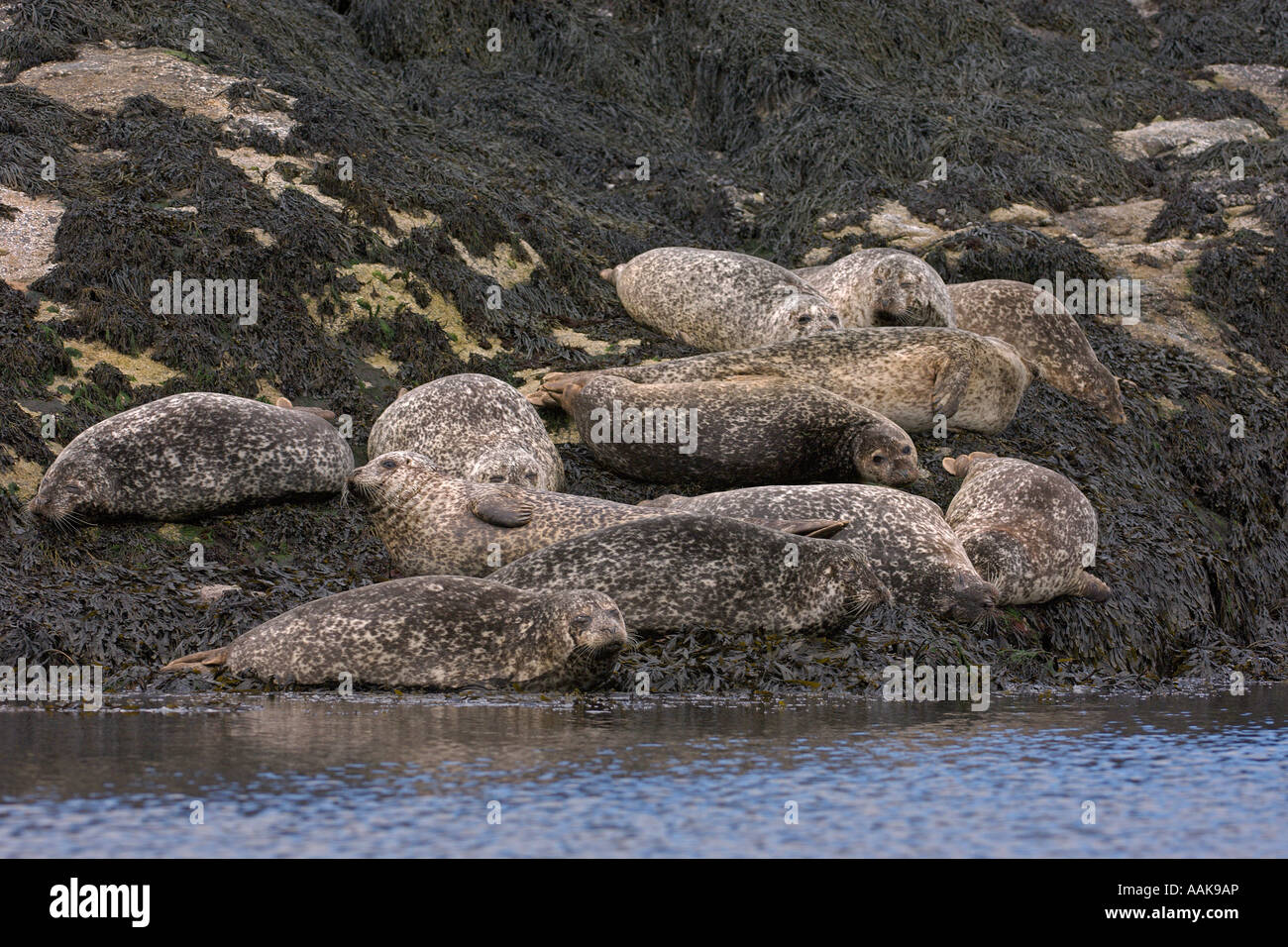 Common seals Phoca vitulina hauled out on rocky islet Isle of Skye ...