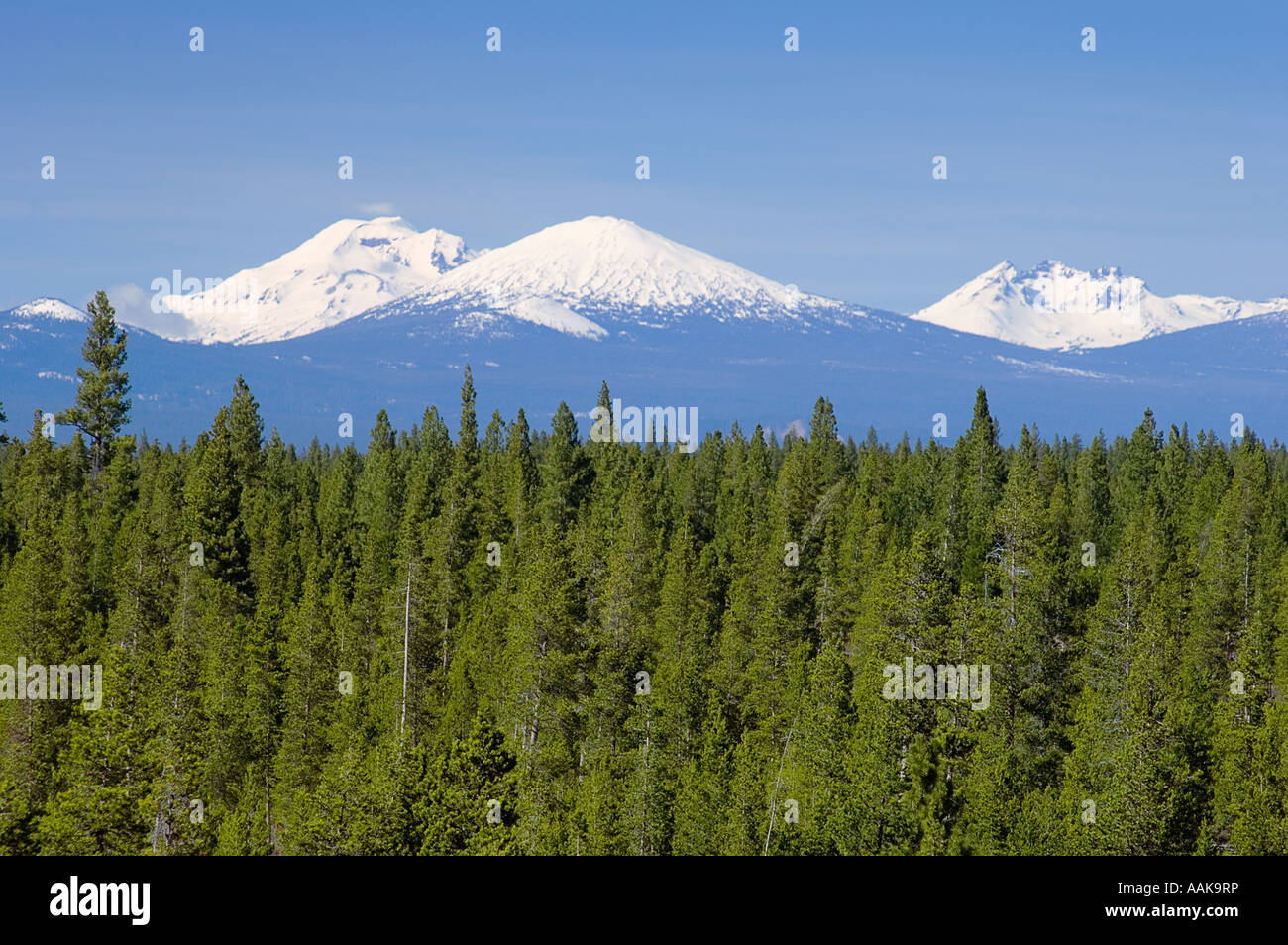 Cascade Mountains and pine tree forest Oregon Stock Photo - Alamy