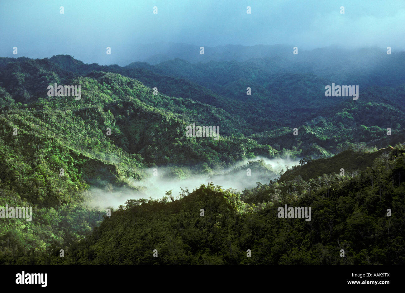 Native tree species rainforest north of Schofield Waikane Trail in the ...