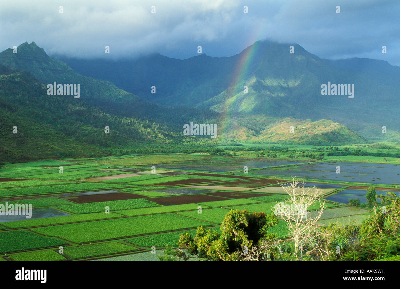 Hanalei Valley taro fields and rainbow Hanalei National Wildlife Refuge ...