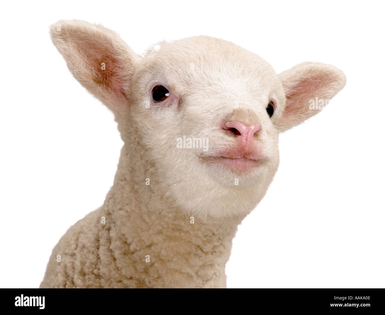 Sheep head hi-res stock photography and images - Alamy