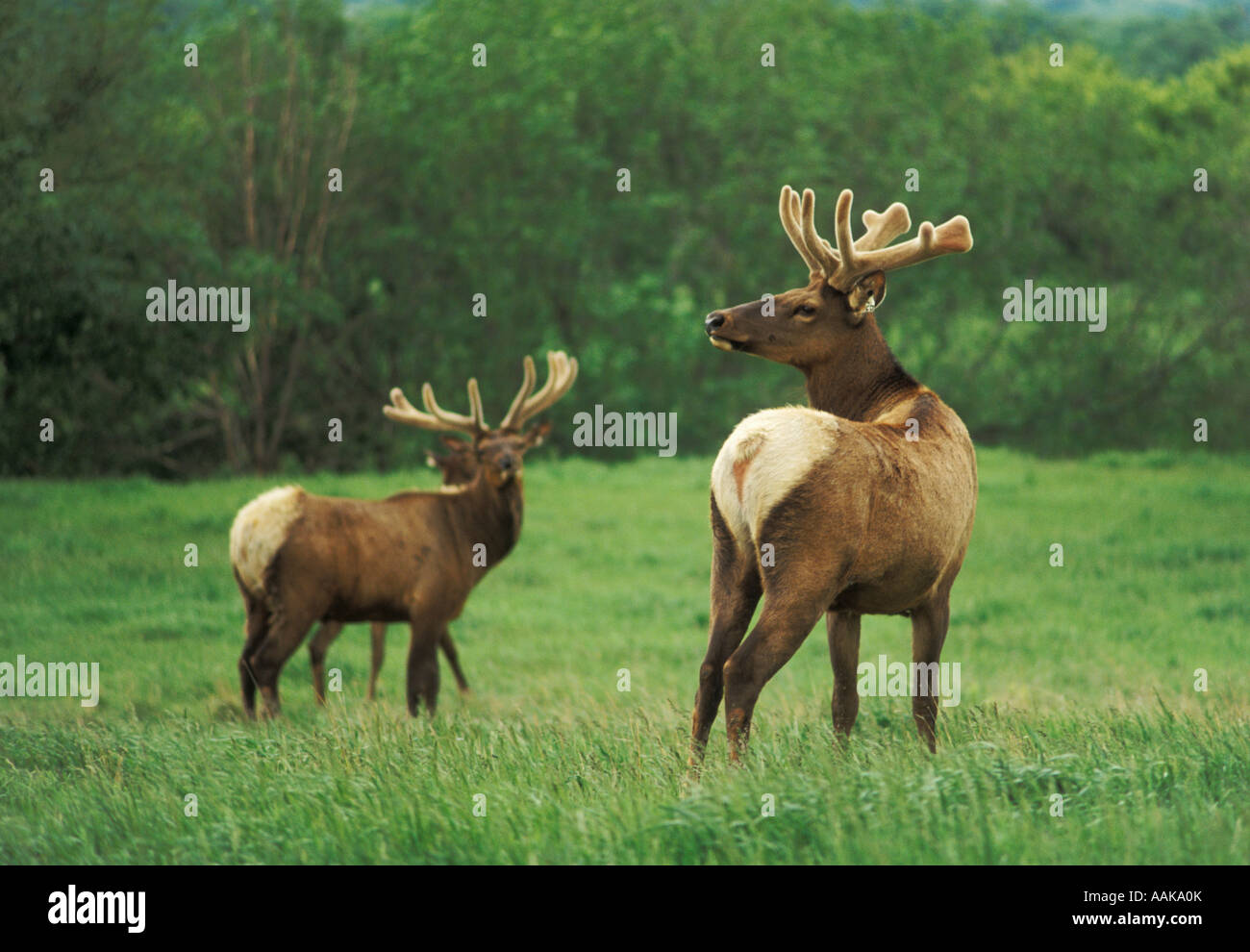 Elk with antlers in velvet at Kreycik Riverview Elk Buffalo Ranch near ...